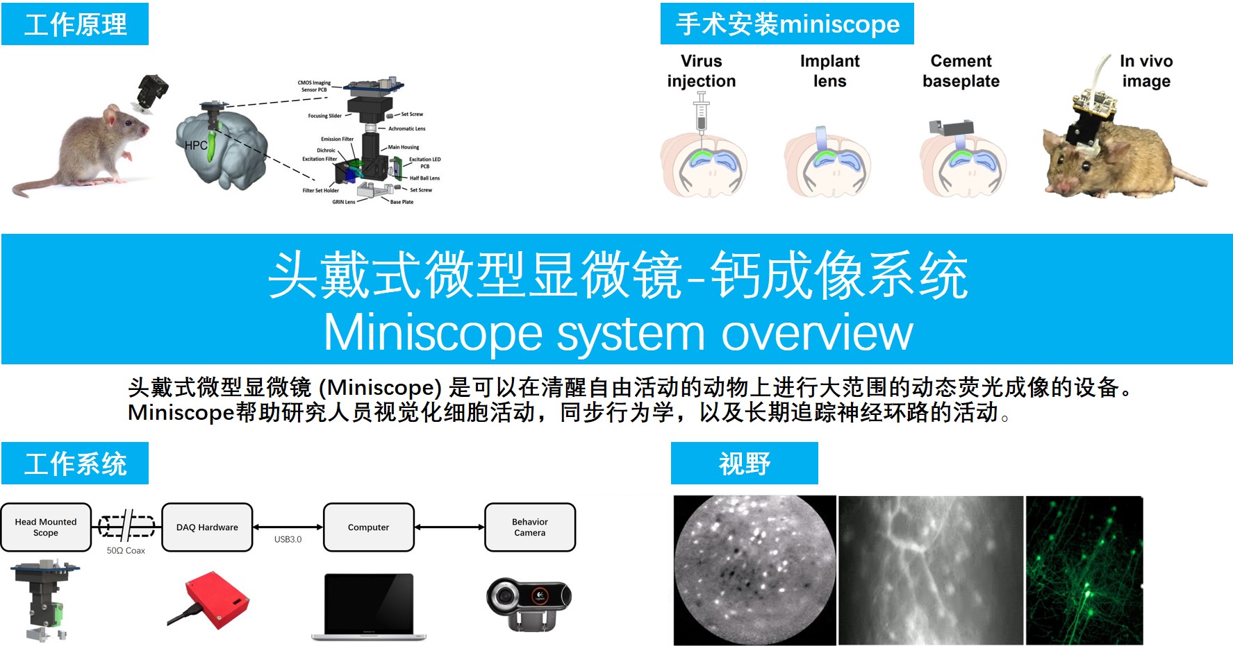 上海泽维生物科技有限公司 神经科学神经生物学miniscopeminiscope V4inscopixlensgradient Indexgrin自由活动超微显微成像 单细胞分辨率